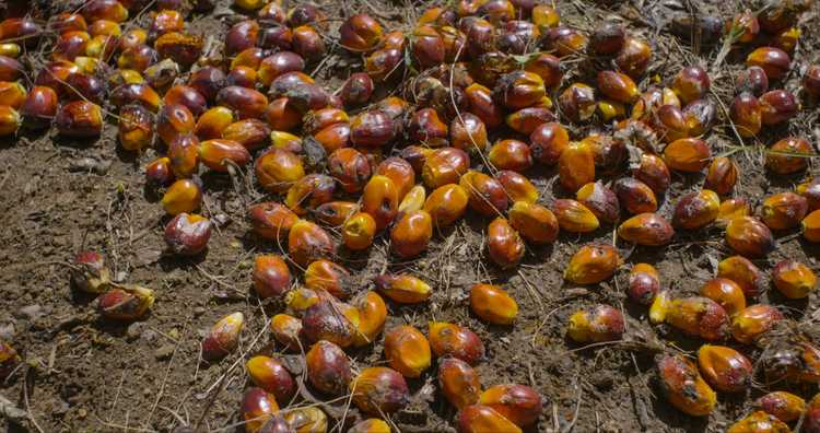 Brands drop First Resources over 'shadow company' revelations | The ...